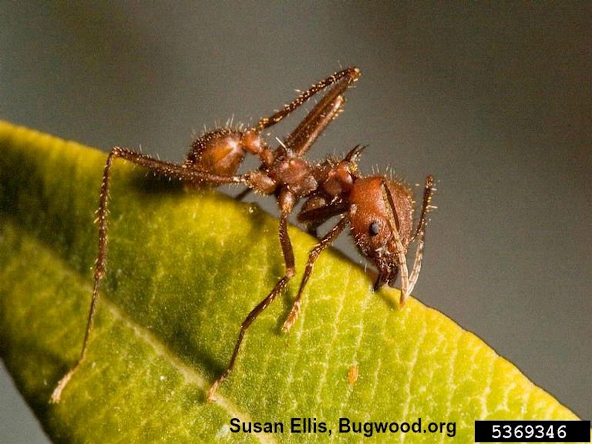 Ant Queen Leaf Cutter