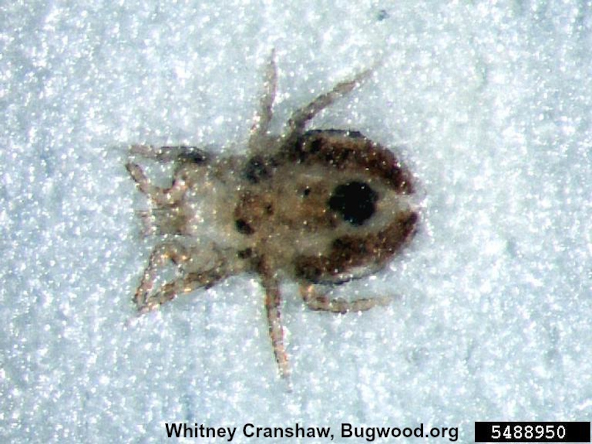 How to Get Rid of Various Types of Mites - PestWorld