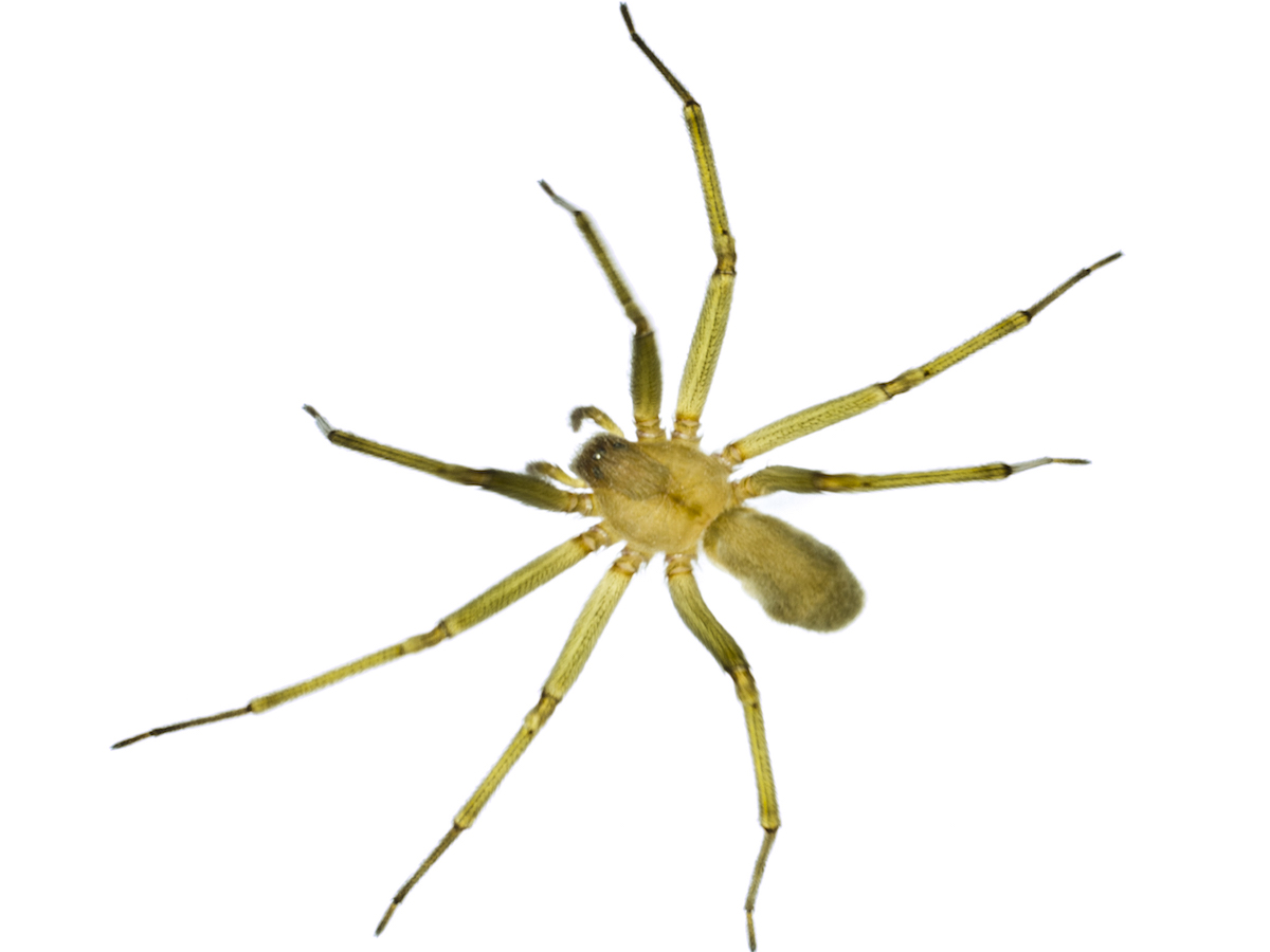 Brown Recluse Spiders Control - Information, Bites, & More