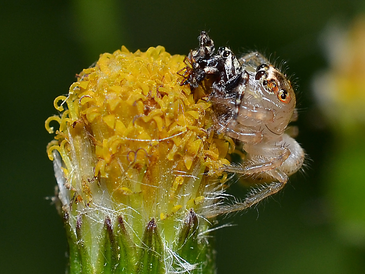 Jumping Spiders: Do They Bite? Are They Poisonous?