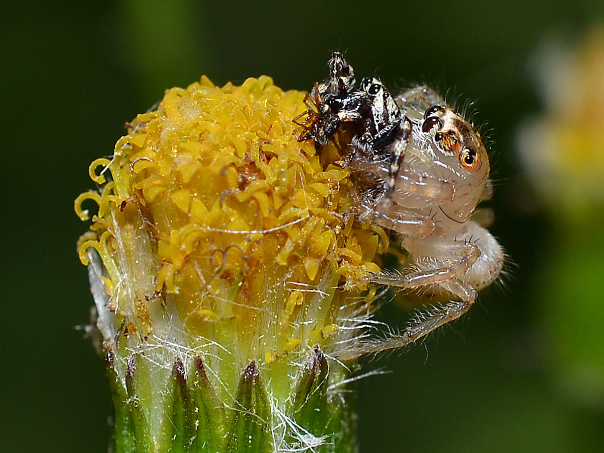 Jumping Spiders: Do They Bite? Are They Poisonous?