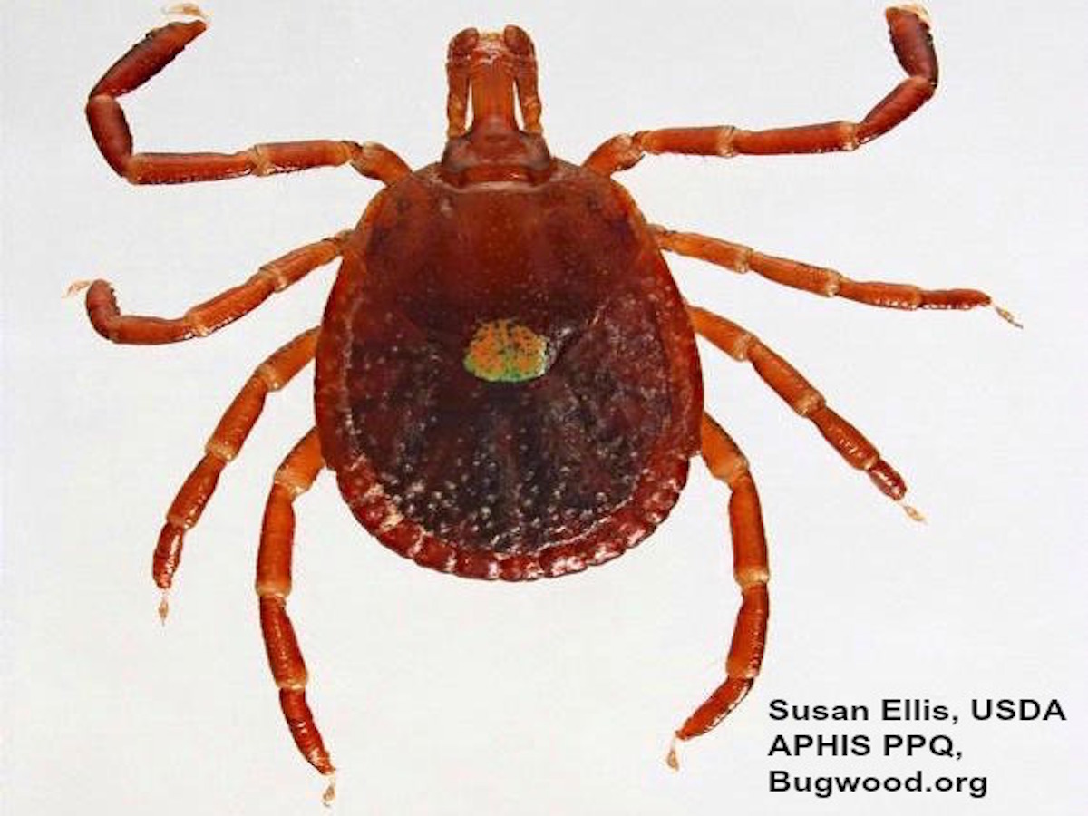 Lone Star Tick Identification