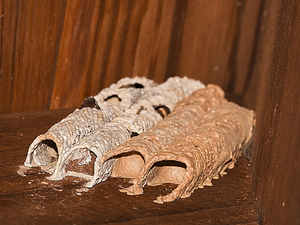 Mud Dauber Wasp Nest Mud Dauber Wasp Nest