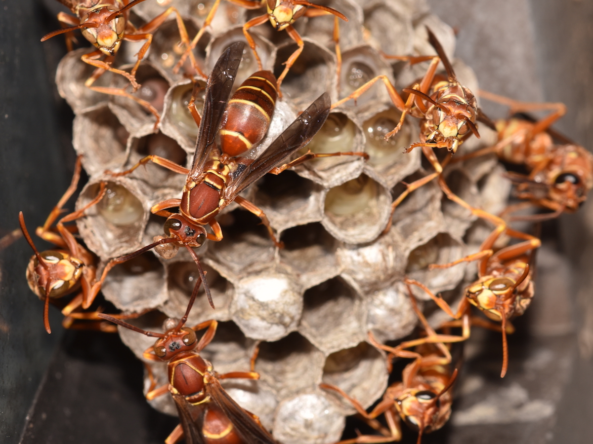 Paper Wasps: Paper West Removal & Paper Wasp Sting Info