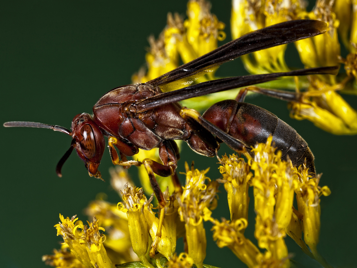Paper Wasps: Paper West Removal & Paper Wasp Sting Info