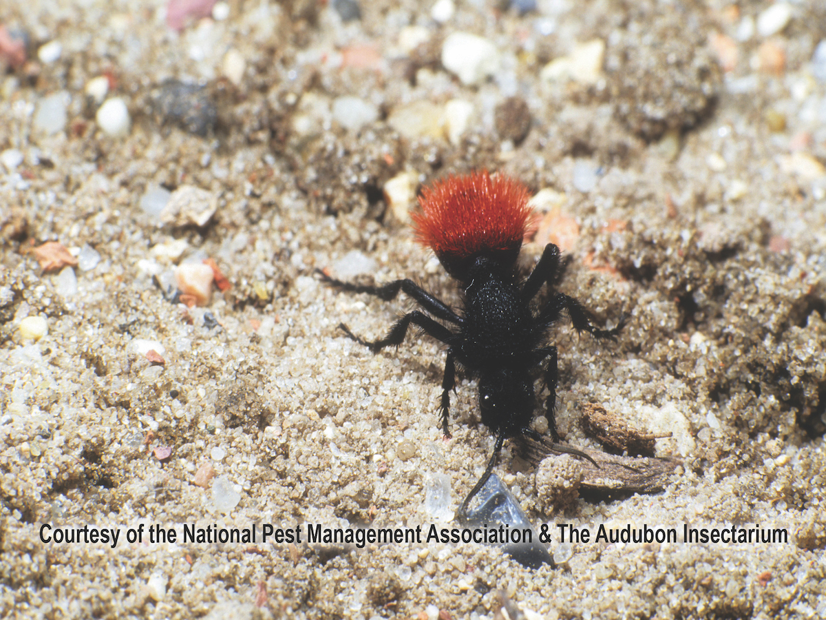 Red Velvet Ants & Cow Killer Ants: Stinging Ant Profile