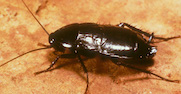 Cockroaches Profile: Info, Photos, & Extermination