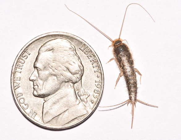 Silverfish Bug Infestation: How to Get Rid of Silverfish