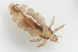 Bug Identifier: List of Bugs, Insects Identification Info