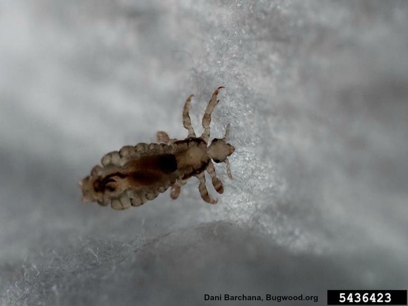 Lice Species - Different Types of Lice Species: PestWorld