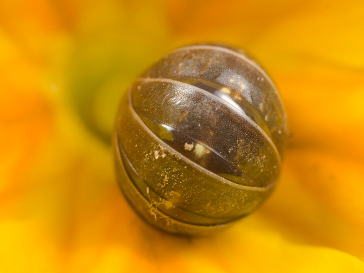 Get Rid of Pill Bugs (Rollie Pollies) - Pill bug Pest Info