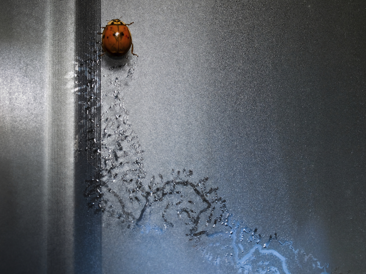 Get Rid of Ladybugs: Ladybug Pest Control Information