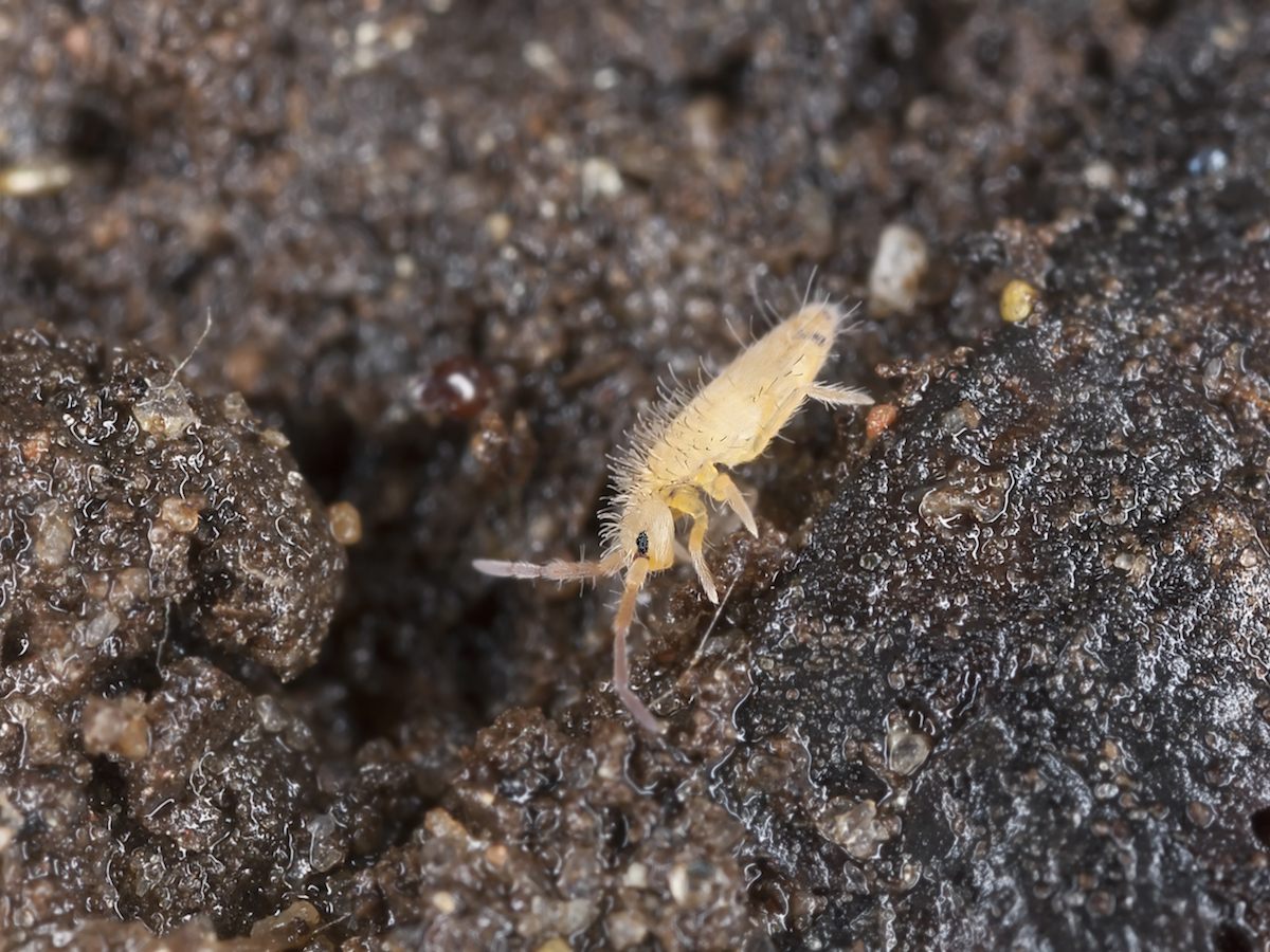 Springtail Pest Control: How to Get Rid of Springtails in Houses