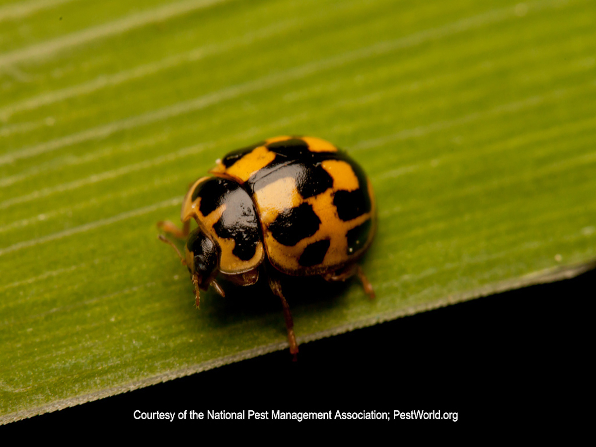 Get Rid of Ladybugs: Ladybug Pest Control Information