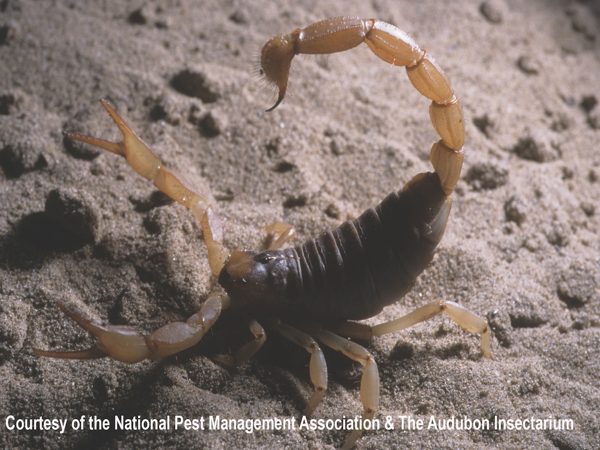 Scorpions: Facts About Scorpion Bites, Scorpion Control