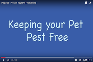 Fleas: Control, Extermination, & Prevention of Fleas in Home