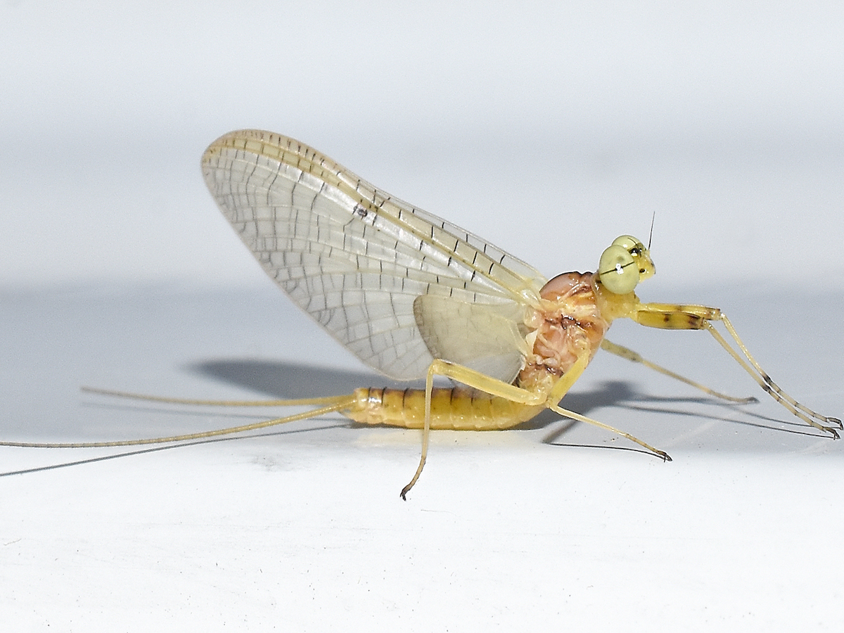 How to Get Rid of Mayflies: Mayfly Control & Prevention