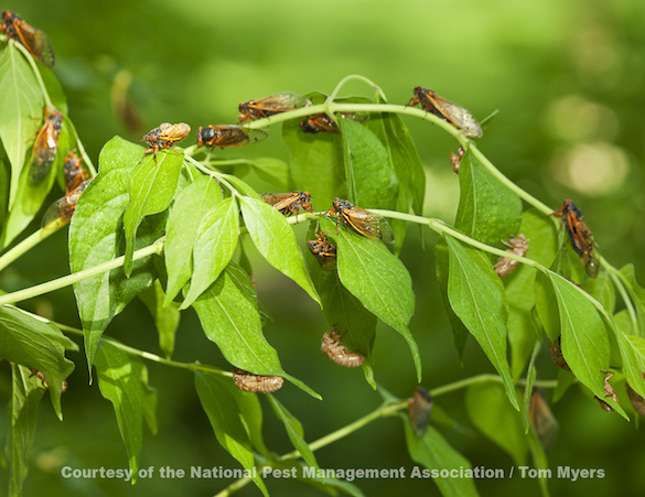 Periodical Cicadas: 17 Year Cicada Facts & Information