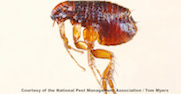 Guide to Fleas: Flea Control, Extermination
