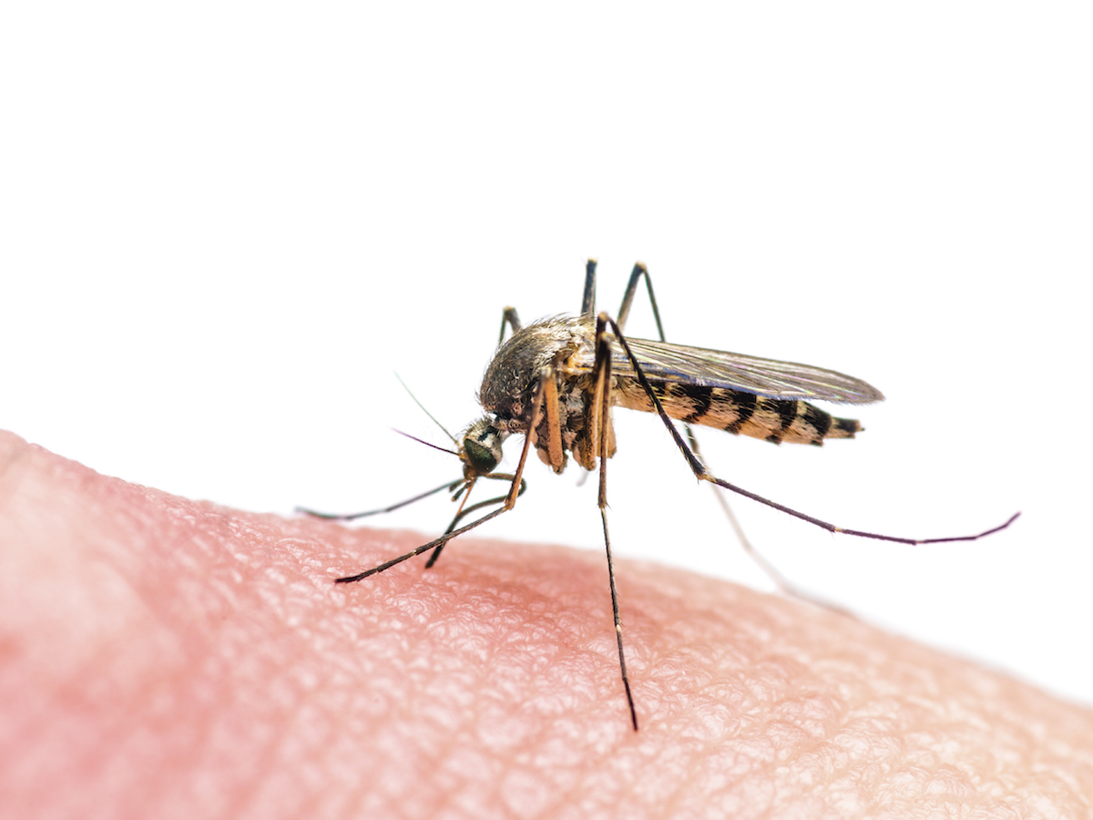 Wasps and bees: A guide to identifying Stinging Insects - PestWorld