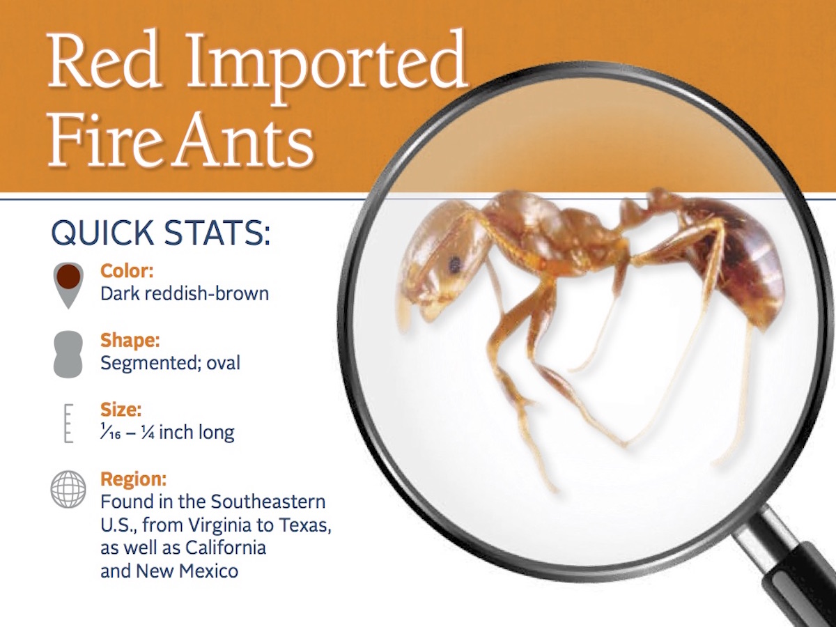 Red Fire Ants: How to Treat Bites & Get Rid of Red Ants