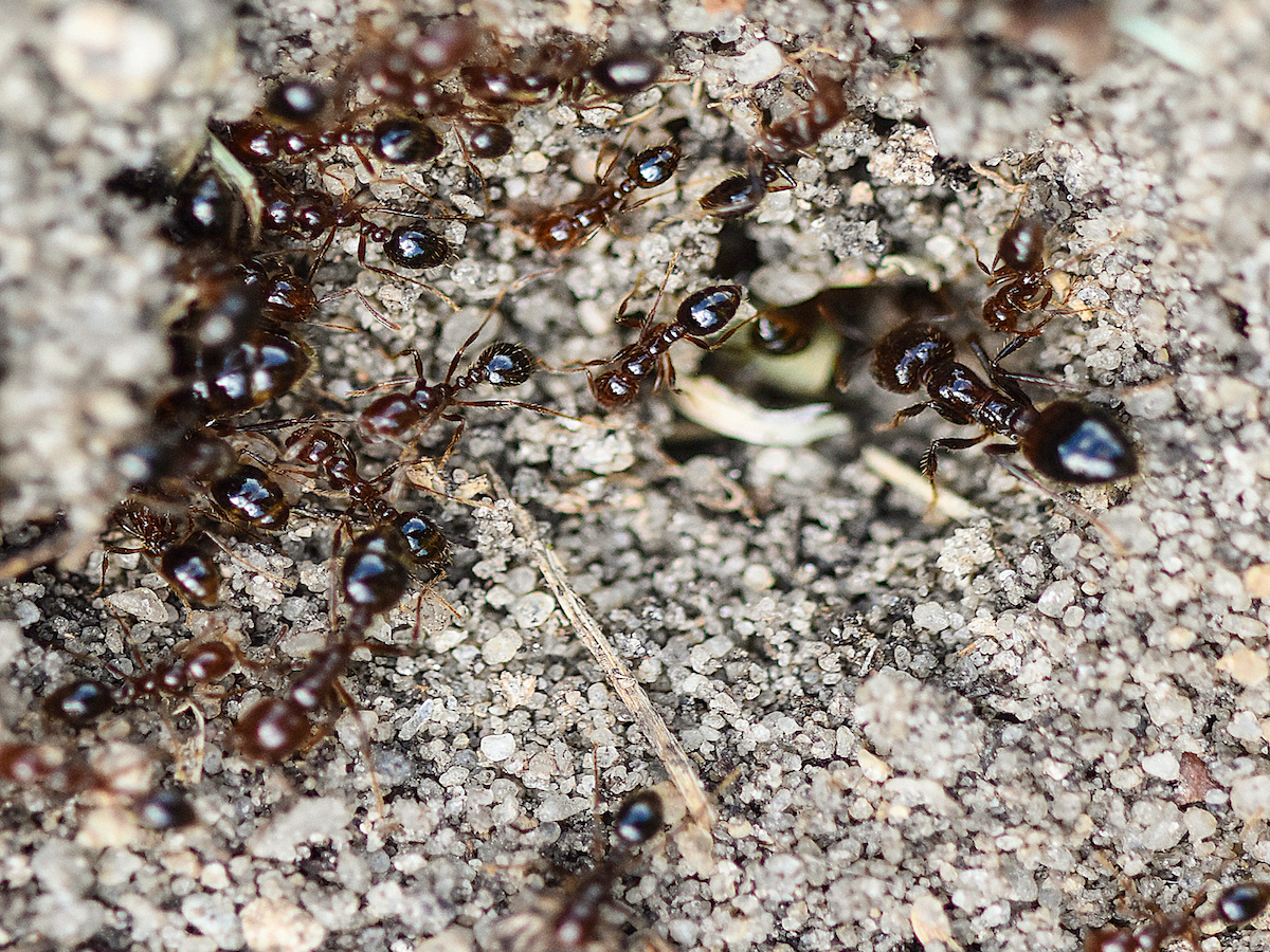 Red Fire Ants: How to Treat Bites & Get Rid of Red Ants