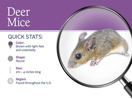 Types of Rodents: 8 Different Common & Uncommon Rodents Species
