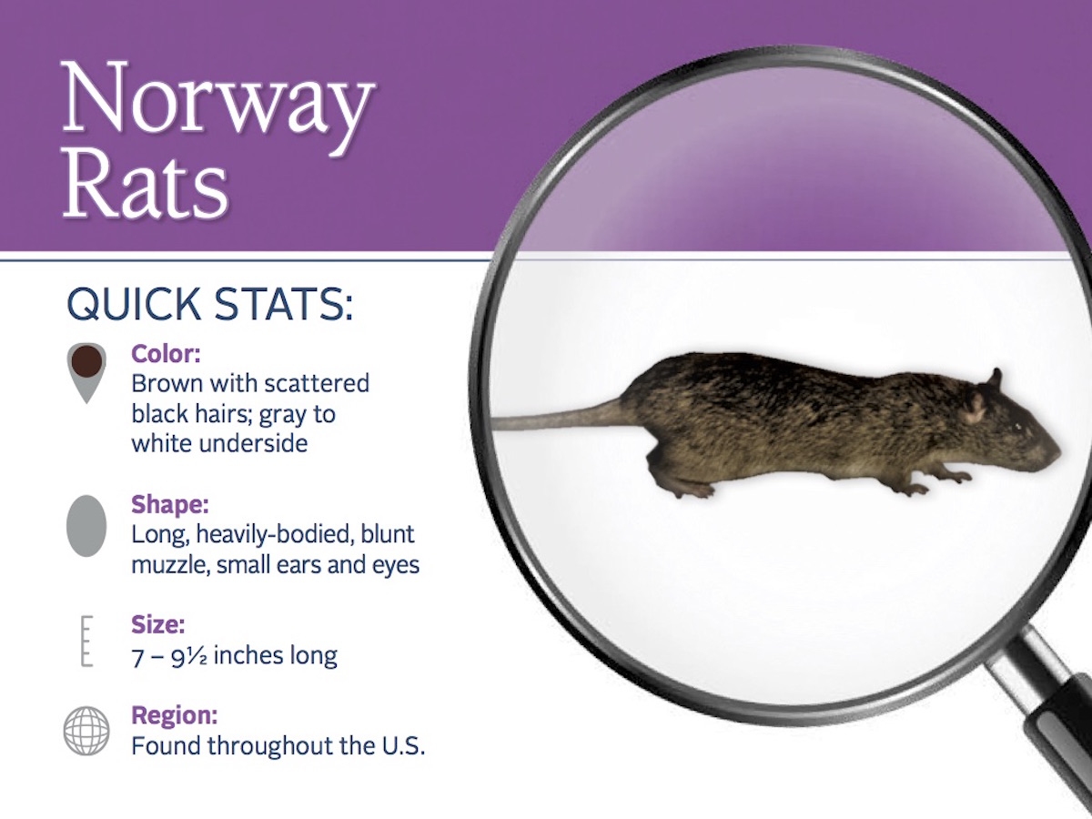 Norway Rats: Control & Prevention Information for Rats