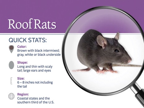 Types of Rodents: 8 Different Common & Uncommon Rodents Species