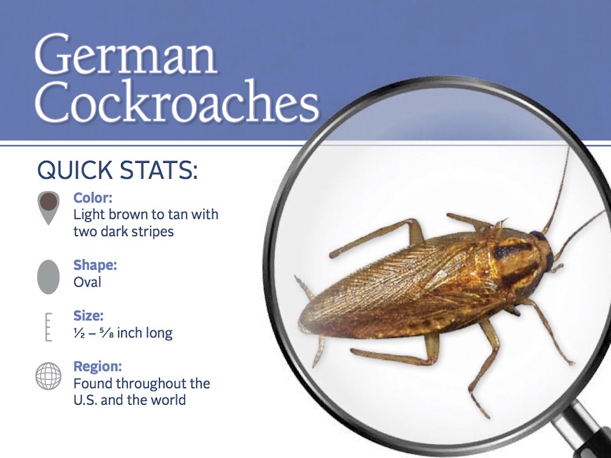 German Cockroaches: Photos & Control Information