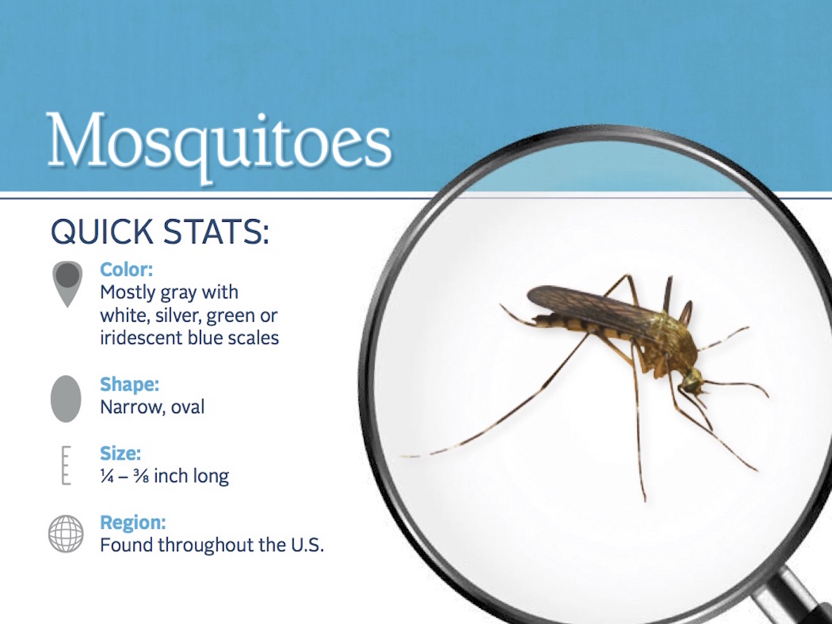 Culex Mosquito - Common House Mosquito Info & Prevention