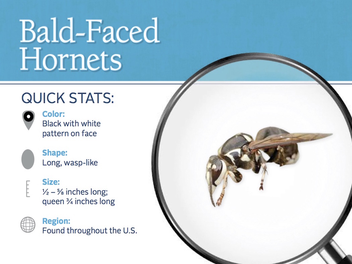 What is a Bald Faced Hornet? Identification, Hornet Stings