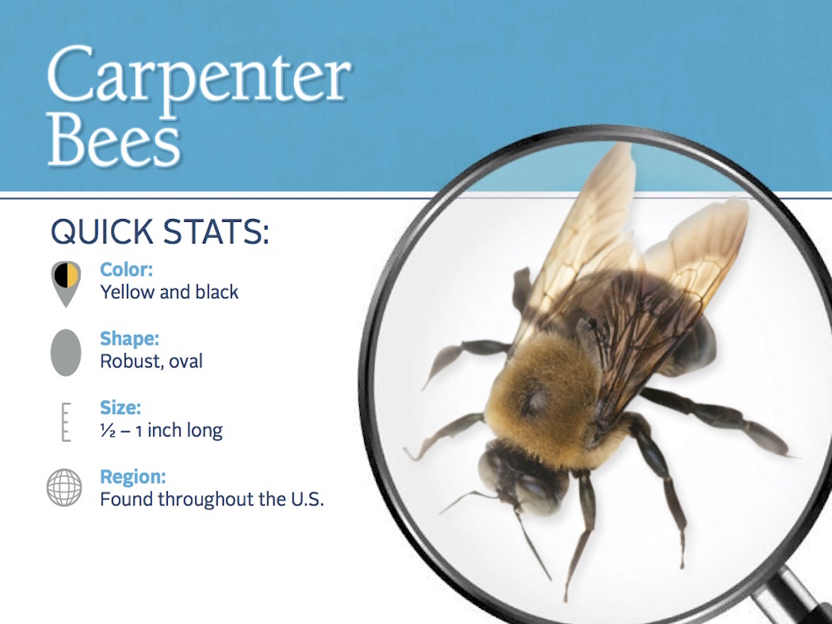 How to Get Rid of Carpenter Bees: Stings & Information