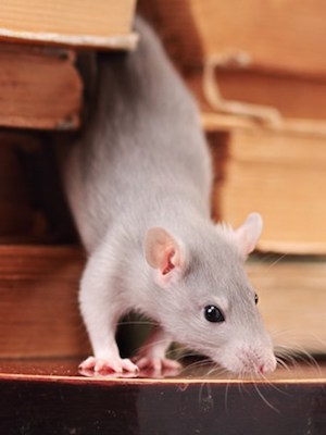 How to Get & Keep Rats Out of Your House: Effective Steps