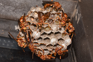 Africanized Killer Bees: Information About African Bees