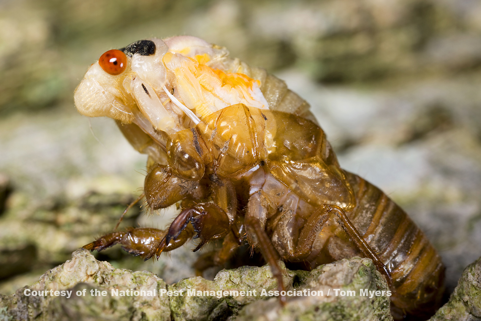Periodical Cicadas: 17 Year Cicada Facts & Information