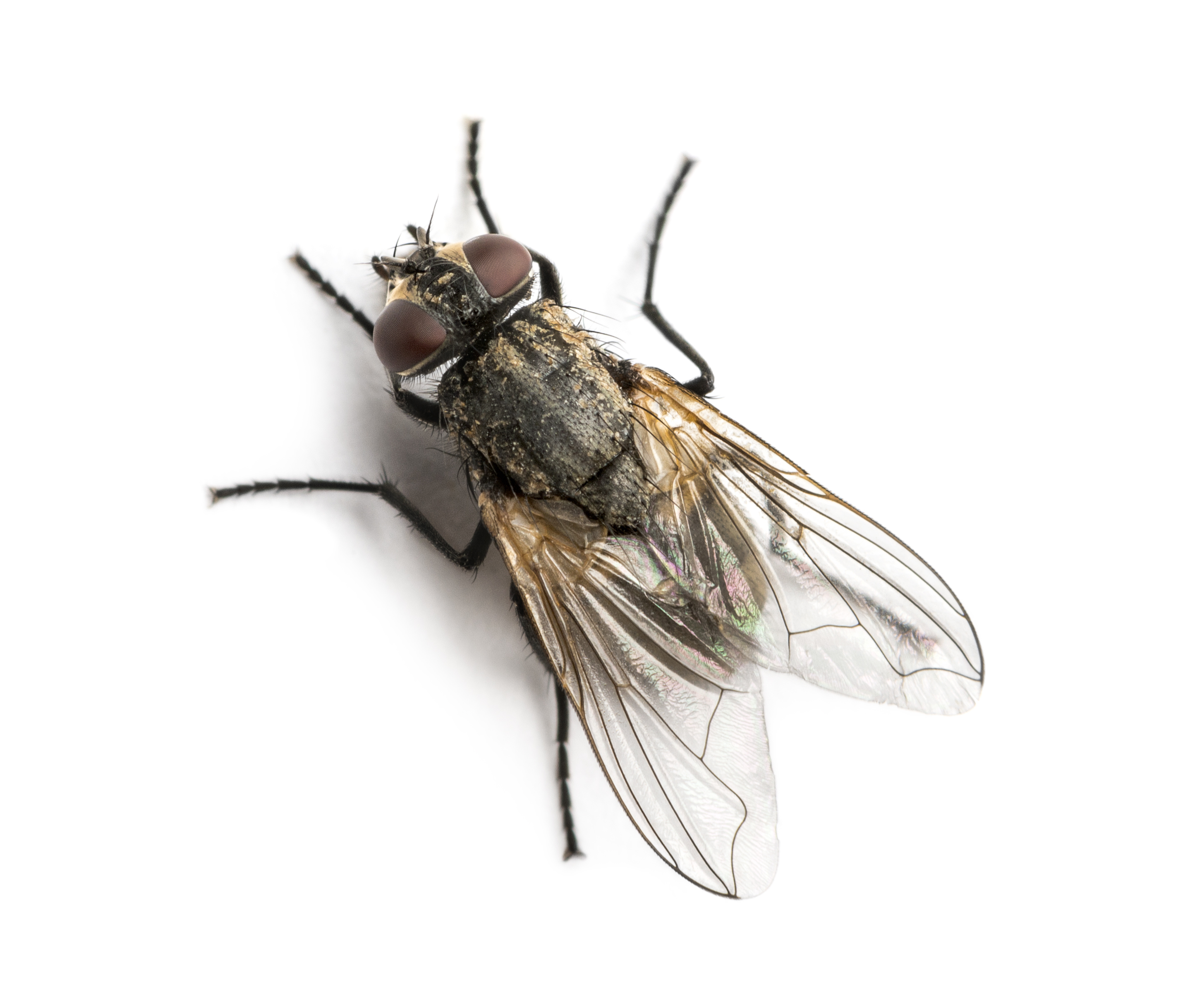 Get Rid of House Flies: House Fly Control Information