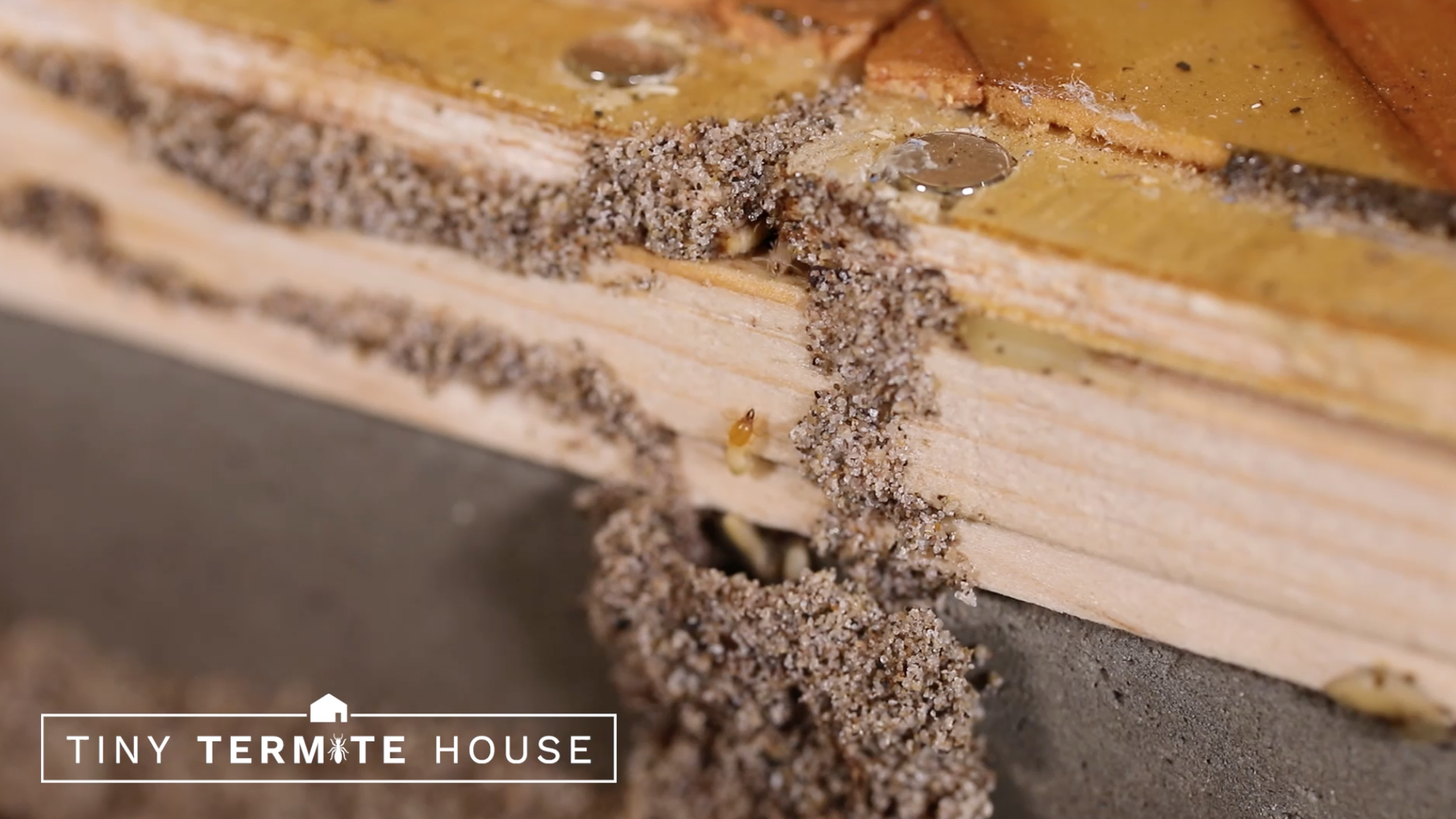 Termites House