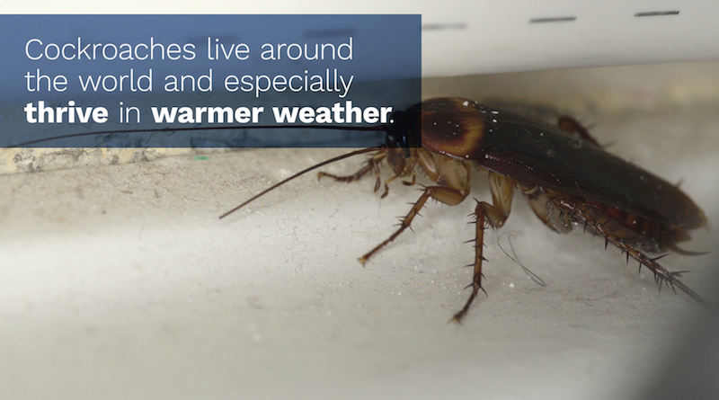 The 411 on Cockroaches in the Home: Cockroaches in House