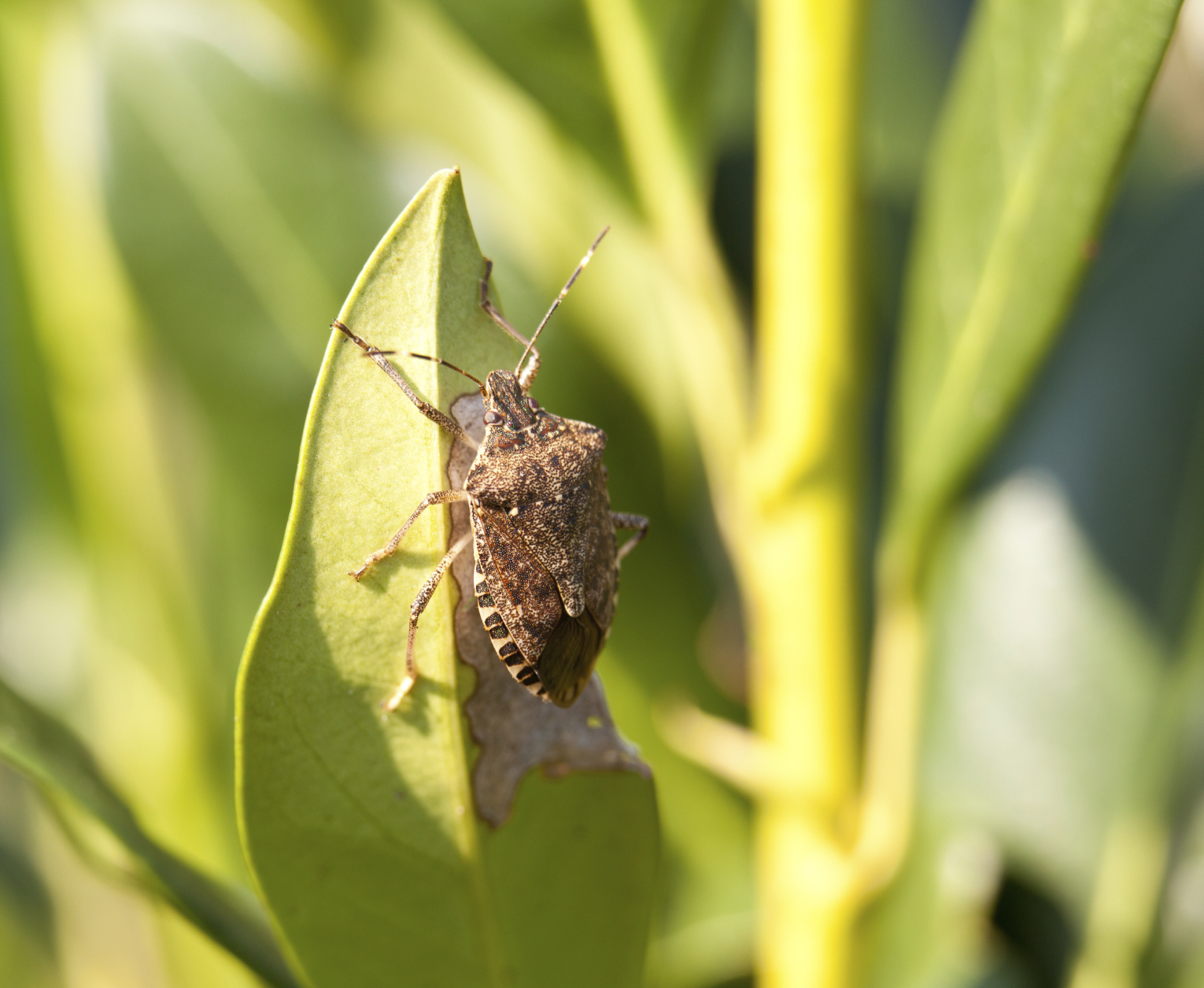 Bug & Insect Identification List: NPMA’s Bug Identifier