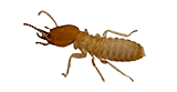 Termites: Facts, Photos, & Extermination