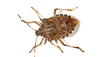 Occasional Pests: How to Get Rid of Occasional Invaders
