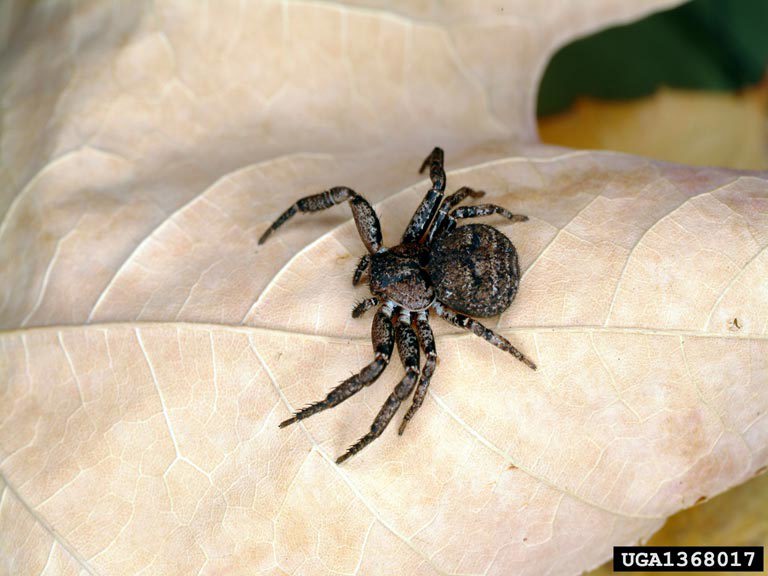 Crab Spider Facts: How to Get Rid of Crab Spiders