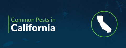 California Common Insects: Pest Control Services in CA