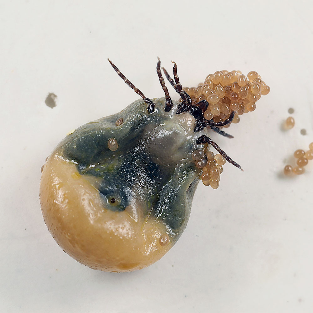 How to Spot Termites: Termite Identification Pictures