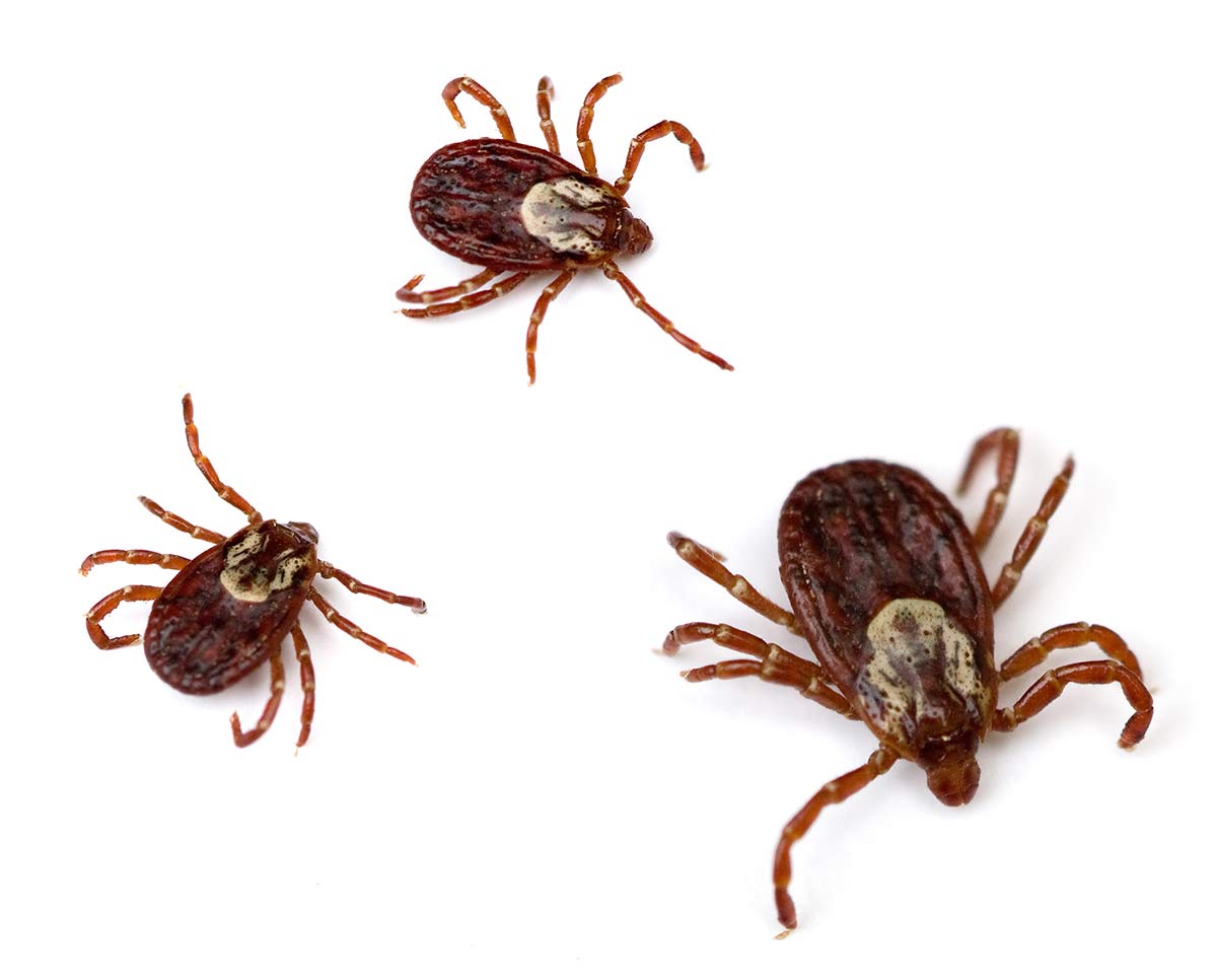 An Overview of Other Diseases Spread by Ticks