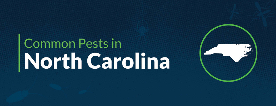Common North Carolina Pests & Insects: Found Inside & Outside