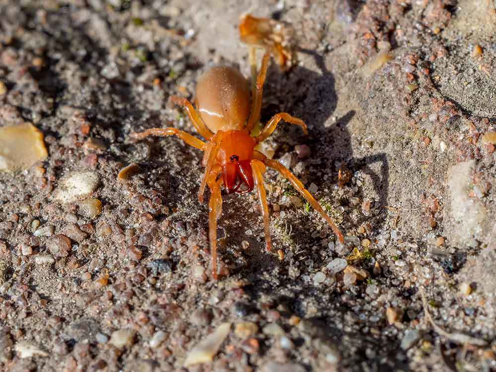 Woodlouse Spider Pest Guide | Size, Bites, Threats, and Infestations
