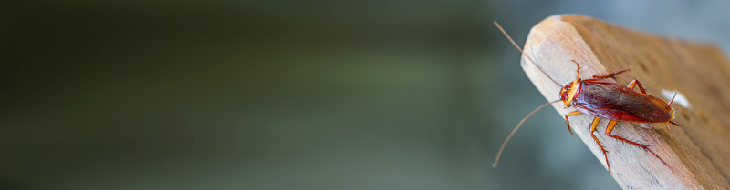 Shareable Pest, Bug, & Insect Infographics - PestWorld