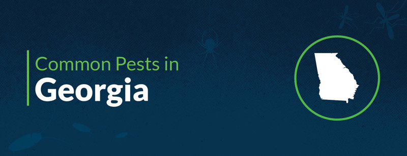 List of Common Pests & Insects in Georgia | Insect Identification